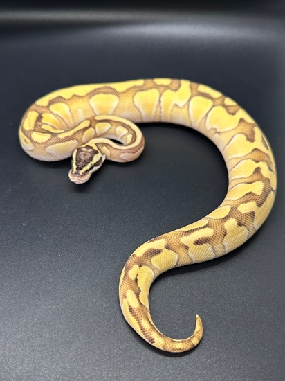 💰 No Reserve! Enchi Pastel Lesser/Butter Ball Python by ASR Genetic Art