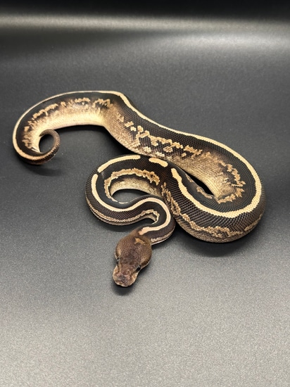 🌞 Mahogany Black Pastel YB 100% Het Pied Ball Python by ASR Genetic Art