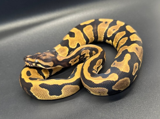 💰No Reserve! Confusion 50% Het Clown Ball Python by ASR Genetic Art