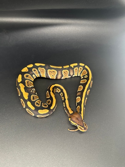 Stranger Het Clown Ball Python by ASR Genetic Art