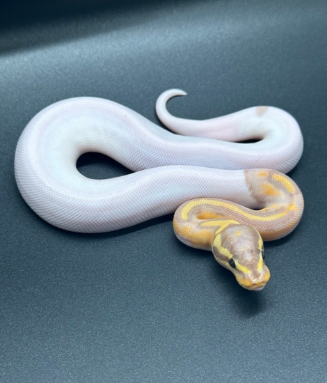🔥💰🔥 Banana Pied Ball Python by ASR Genetic Art