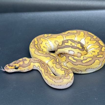 ASR Genetic Art - MorphMarket