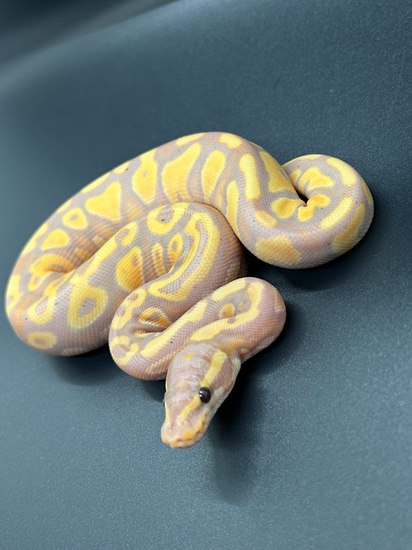 🔥No Reserve🔥 Banana Orange Dream Yellowbelly Ball Python by ASR Genetic Art