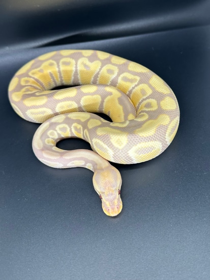 Candy Het Hypo Ball Python by ASR Genetic Art