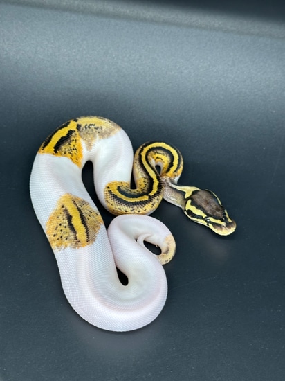 “🔥No Reserve🔥 YellowBelly Pastel Pied Ball Python by ASR Genetic Art