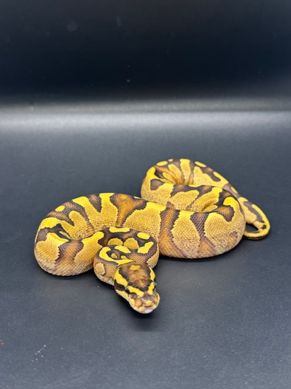 🔥No Reserve!🔥🥵 Calico Enchi Yellowbelly Female Ball Python by ASR ...