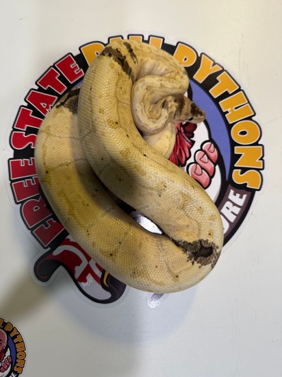 Banana Pinstripe Paradox Ball Python by Free State Ball Pythons