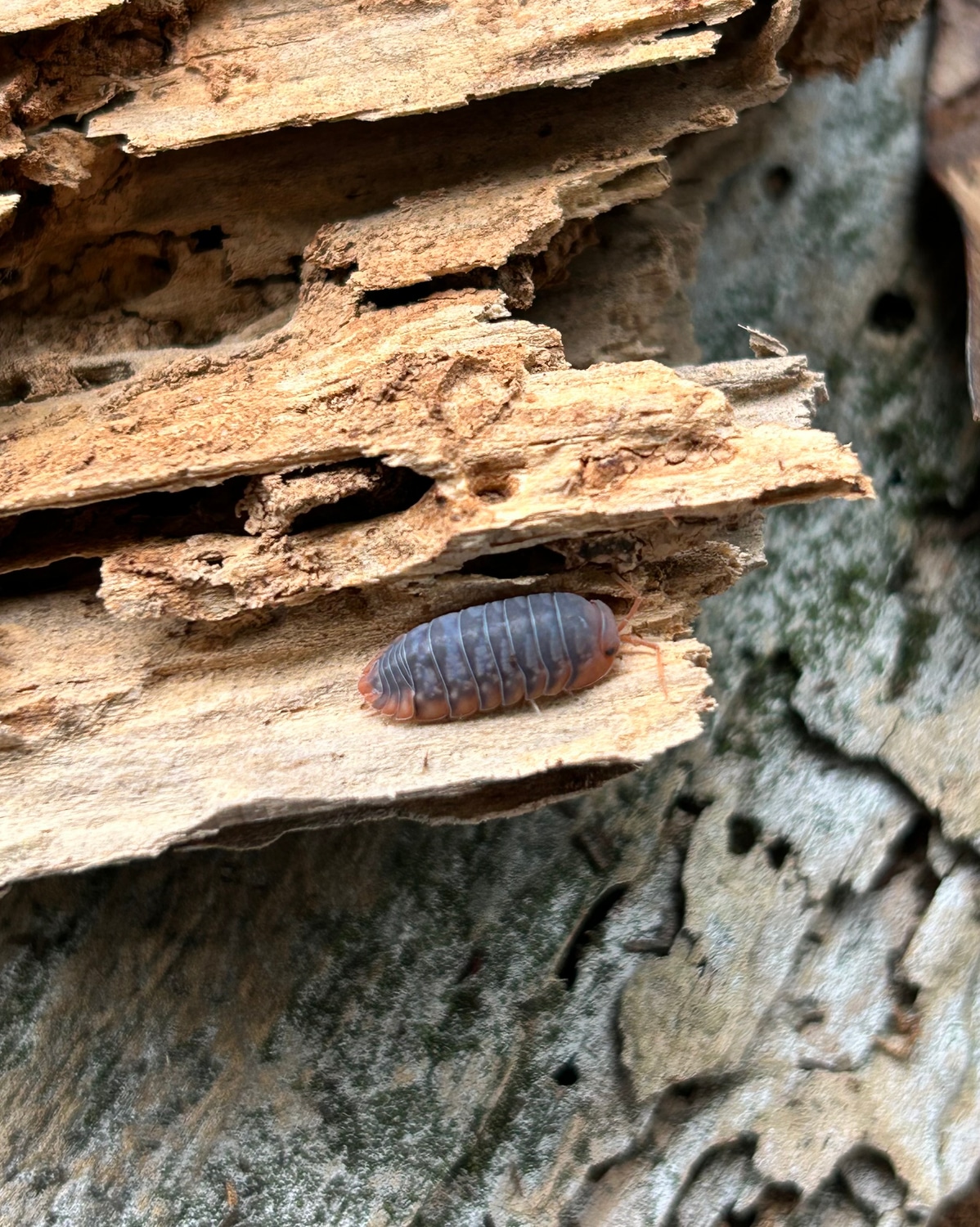 10ct Vietnam Isopod by Black Ivory Isopods - MorphMarket