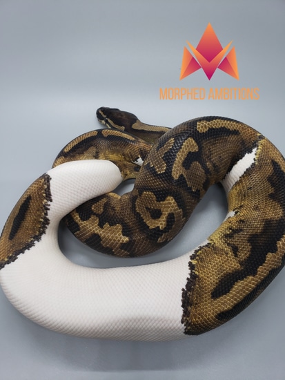 Vesper Pied Ball Python by Morphed Ambitions