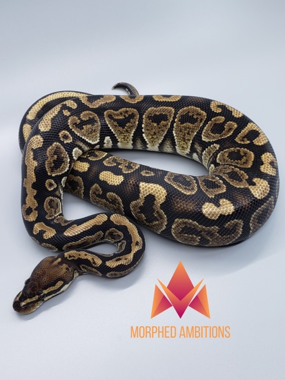 Grim Ball Python by Morphed Ambitions