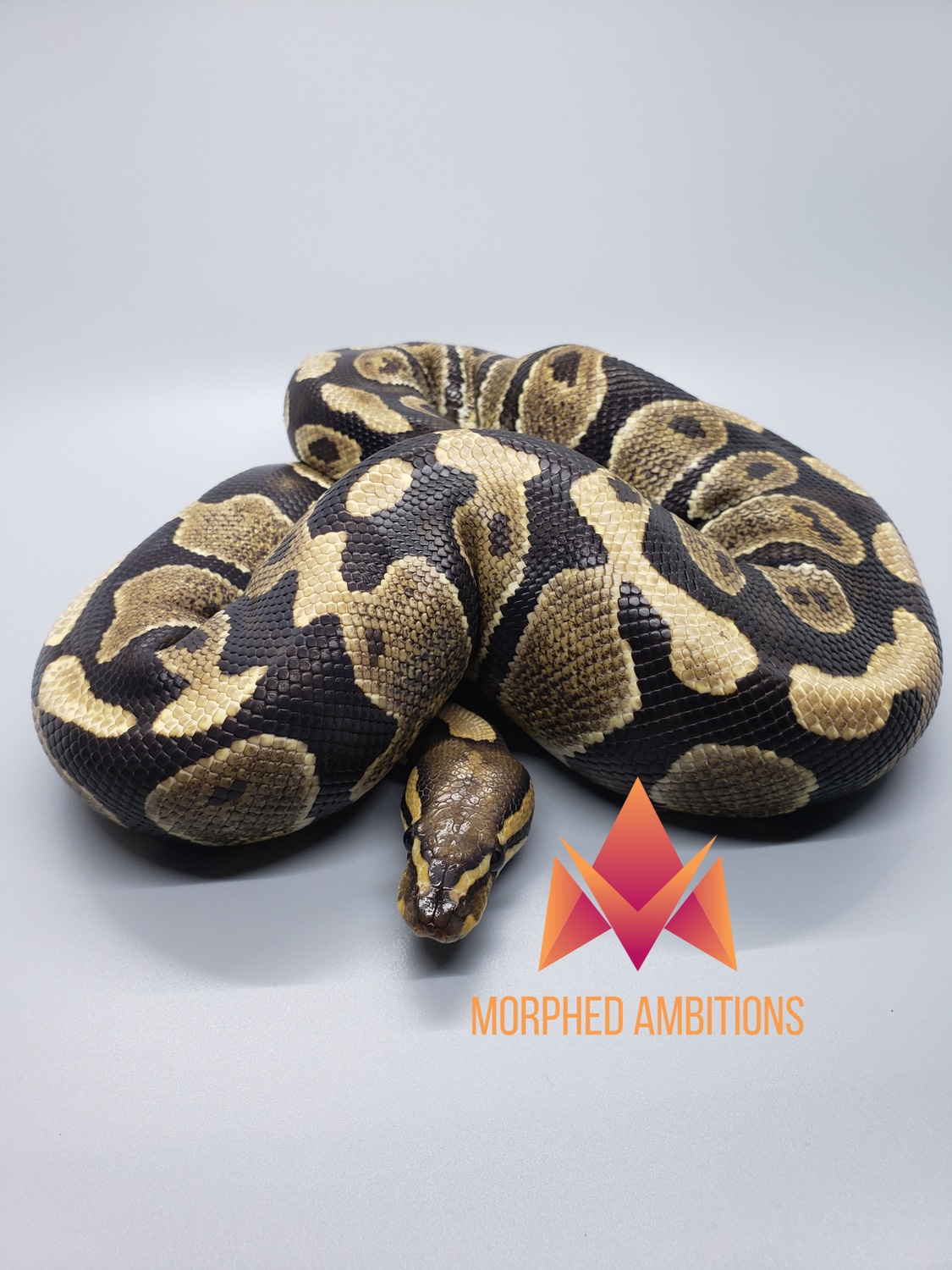 Chocolate Ball Python by Morphed Ambitions - MorphMarket