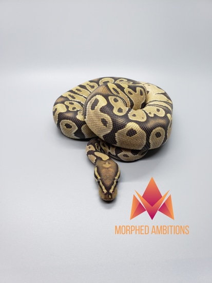 Vesper Ghost Ball Python by Morphed Ambitions