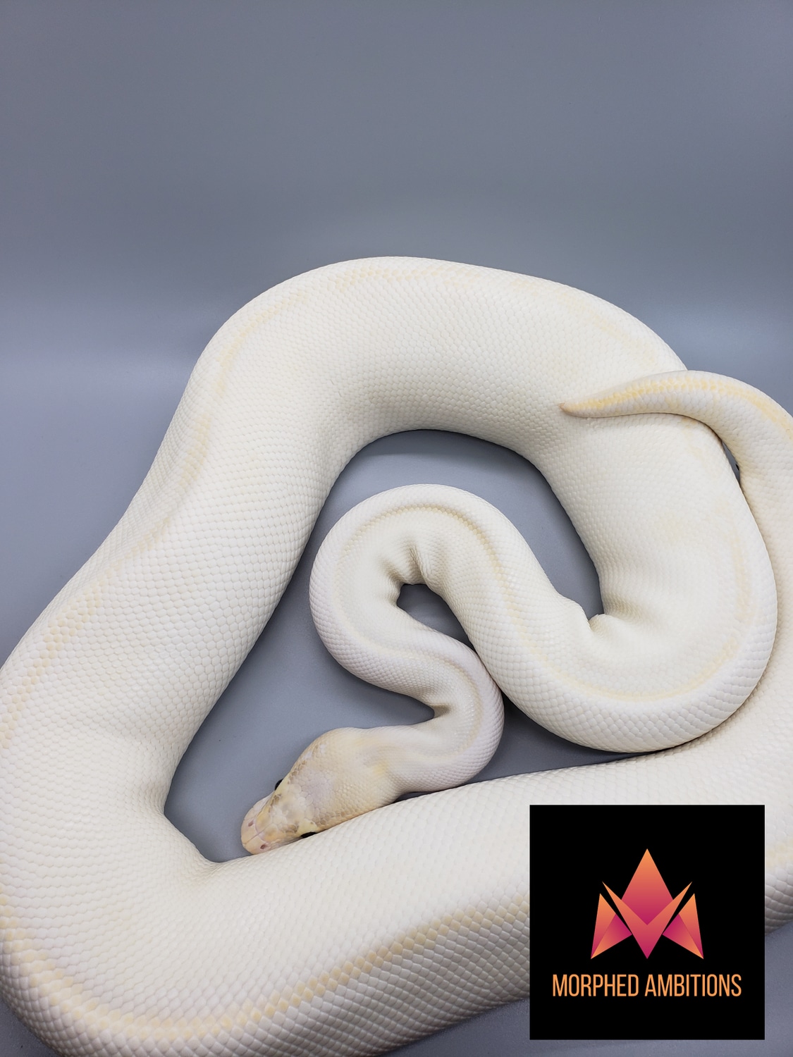 Pastel Super Yellow Belly Ball Python by Morphed Ambitions - MorphMarket