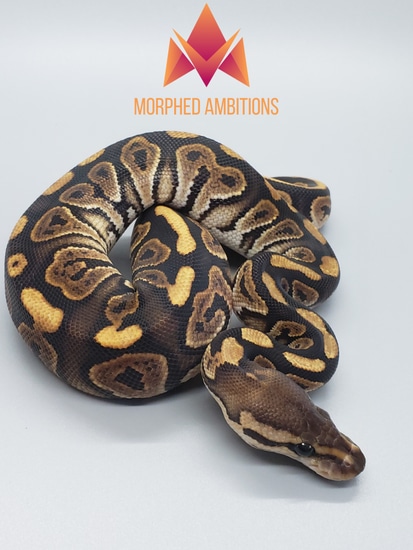 Black Pastel Arroyo 100% Clown 100% Caramel Albino Ball Python by Morphed Ambitions