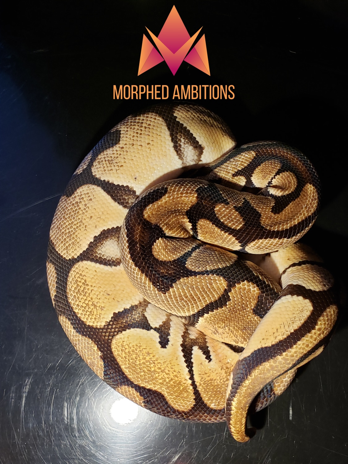 Super Orange Dream Ball Python by Morphed Ambitions - MorphMarket