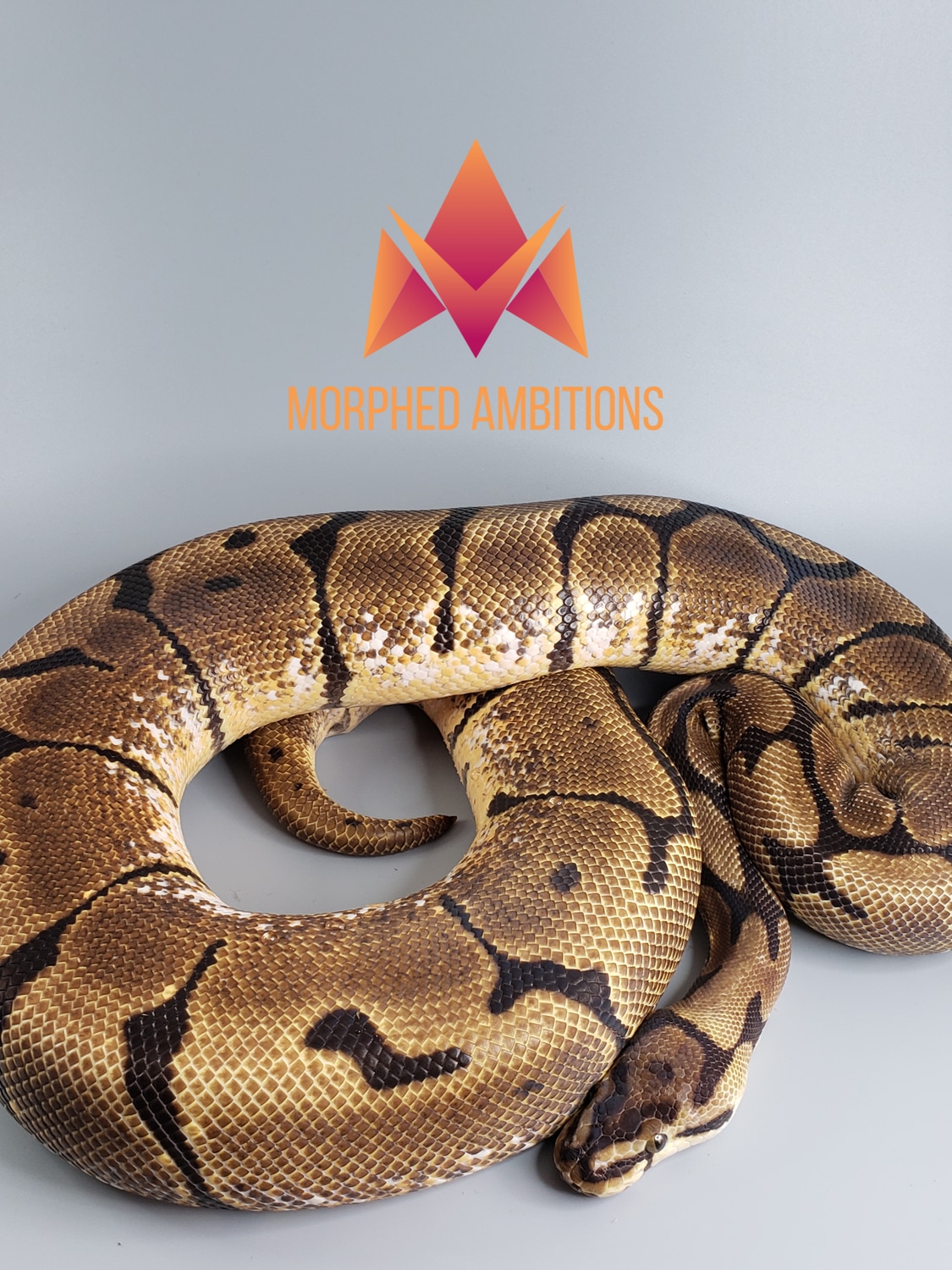 **PAIR** Super Nr Mandarin Project Ball Python by Morphed Ambitions ...