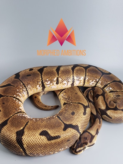 **PAIR** Super Nr Mandarin Project Ball Python by Morphed Ambitions