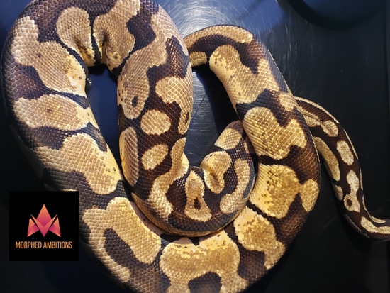 Proven Enchi Pastel Het 100% Albino Ball Python by Morphed Ambitions