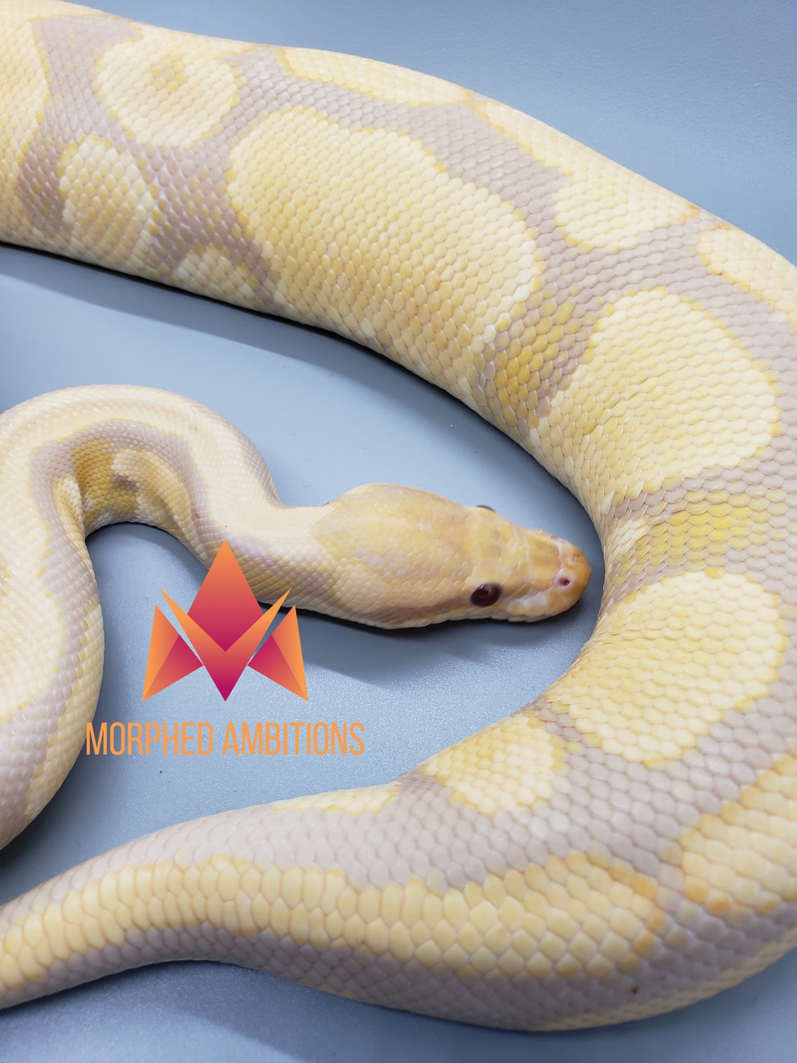 Candy YB Ball Python by Morphed Ambitions - MorphMarket