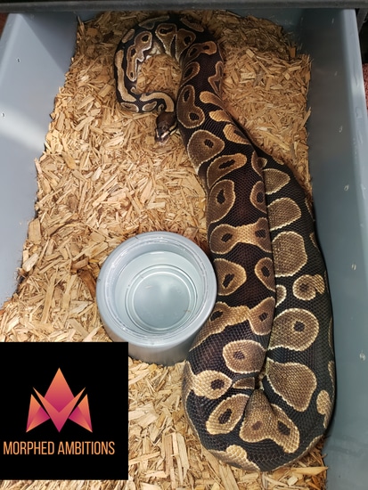 Proven Breeder Scaleless Head Het True Ghost Ball Python by Morphed Ambitions
