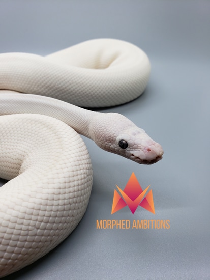 Super Butter Genetic Stripe Ghost Ball Python by Morphed Ambitions