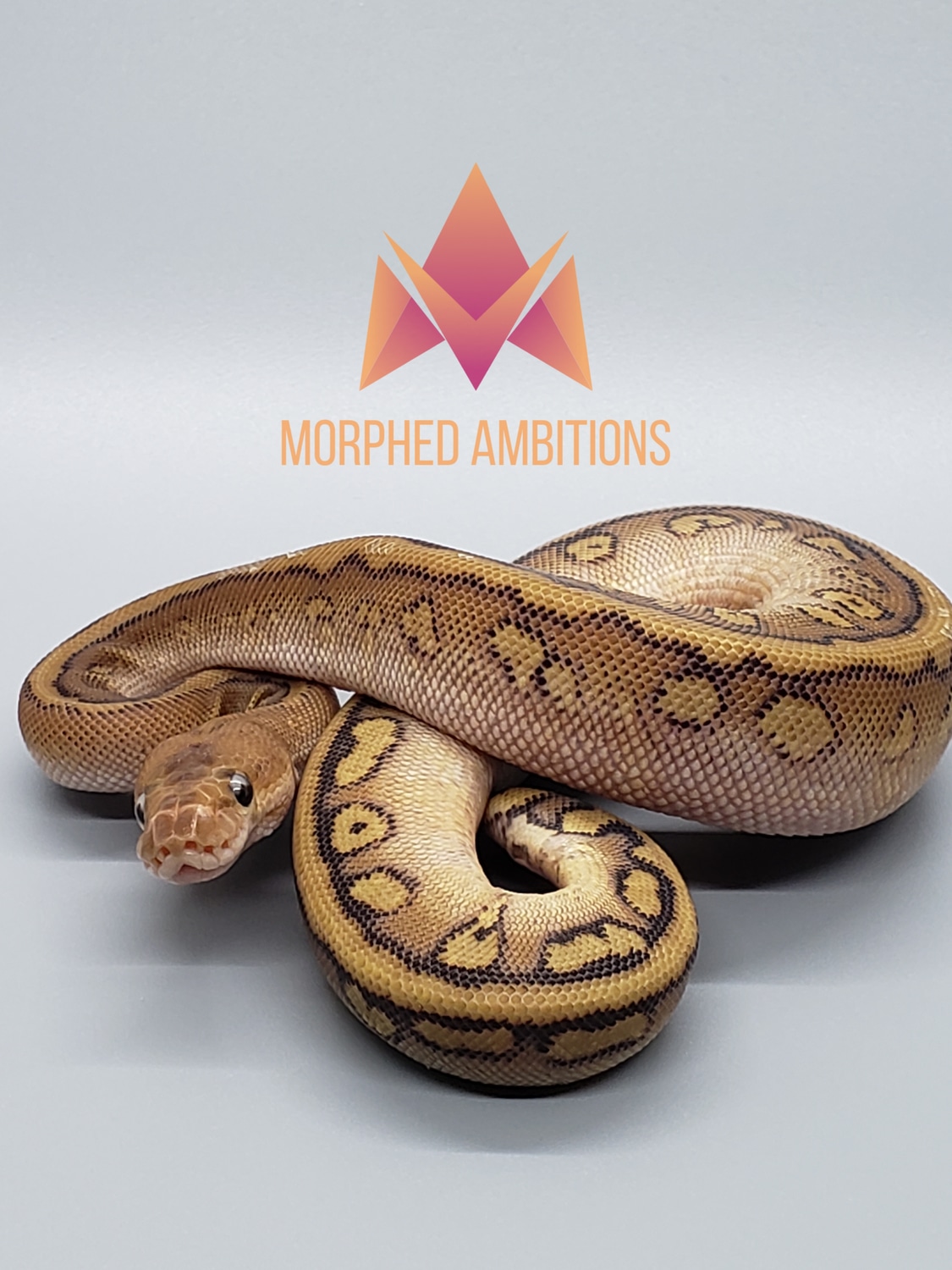 Mahogany HGW Phantom Het Clown Ball Python by Morphed Ambitions ...