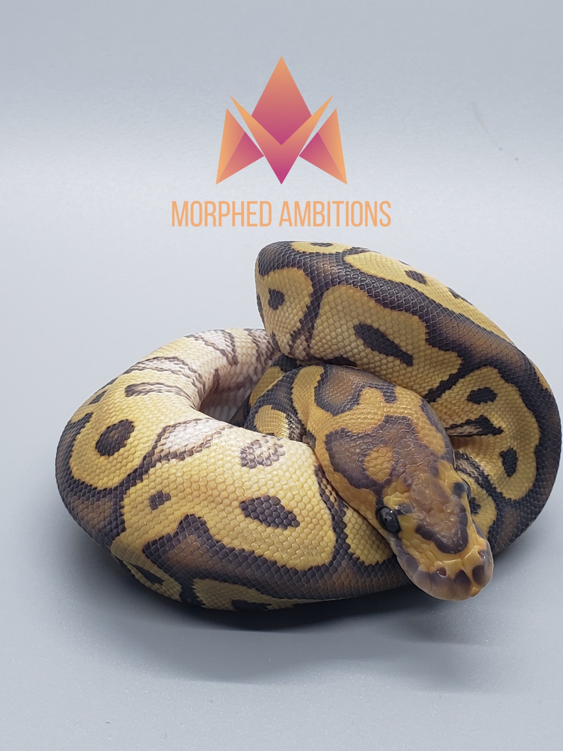 Ghost Clown Het Pied Ball Python by Morphed Ambitions - MorphMarket
