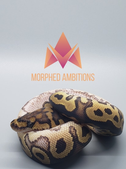 Clown Dbl Het Ghost/Pied Ball Python by Morphed Ambitions