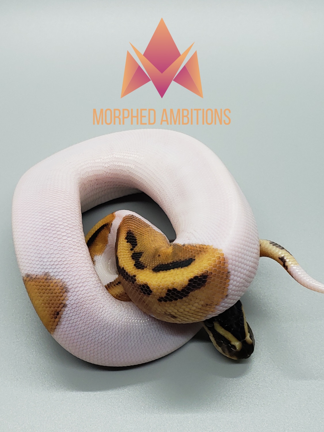 Pied Het Candy Ball Python by Morphed Ambitions - MorphMarket