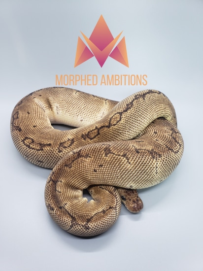 Pinstripe Clown Ball Python by Morphed Ambitions