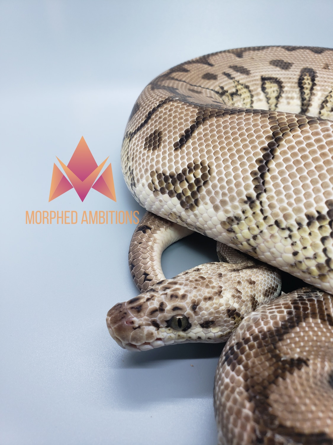 Spotnose Blade Pastel Clown Ball Python by Morphed Ambitions - MorphMarket
