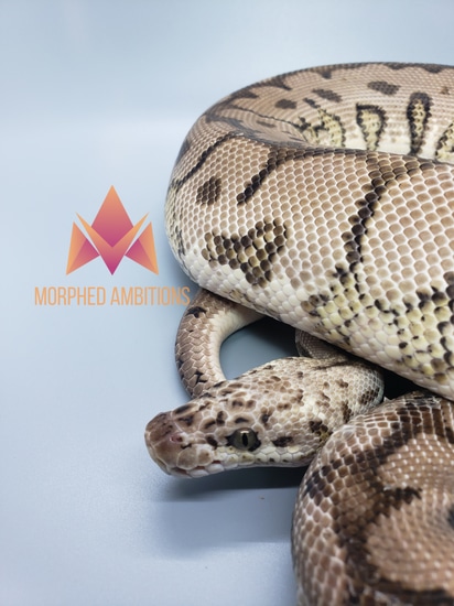 Spotnose Blade Pastel Clown Ball Python by Morphed Ambitions