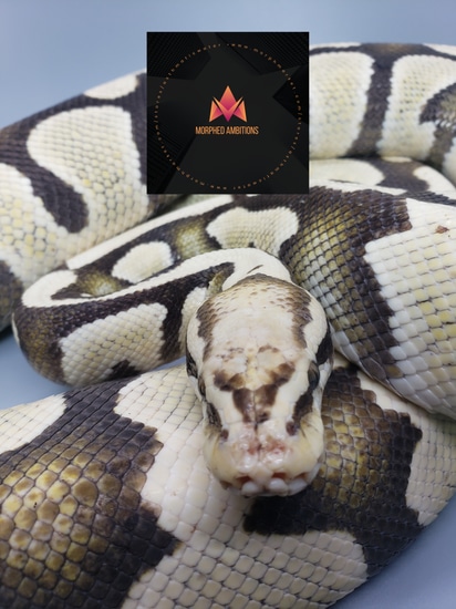 Pastel Desert Ghost Ball Python by Morphed Ambitions
