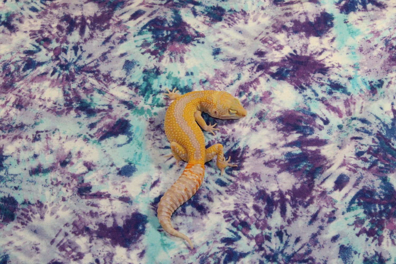 High Contrast Reverse Stripe Tangerine Tremper Albino Het Eclipse ...