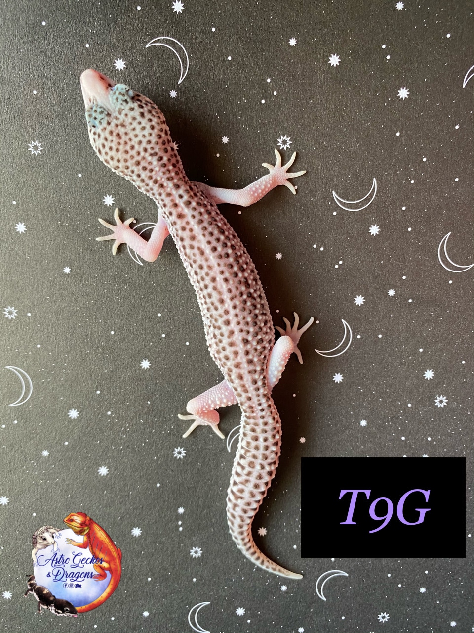 Super Snow Eclipse Leopard Gecko by Astro Geckos & Dragons - MorphMarket