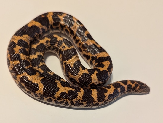 Normal Kenyan Sand Boa by Resolve Reptiles