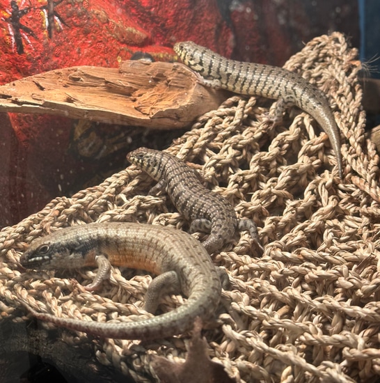 Zebra Skinks More Skink by ALT Scleroglossans