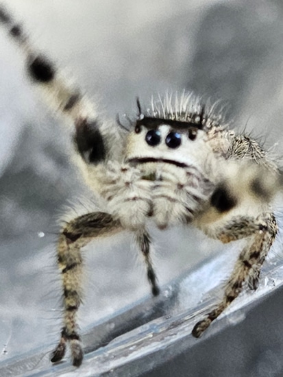 Adult Female Otiosus Jumping Spider by Pocket Familiars
