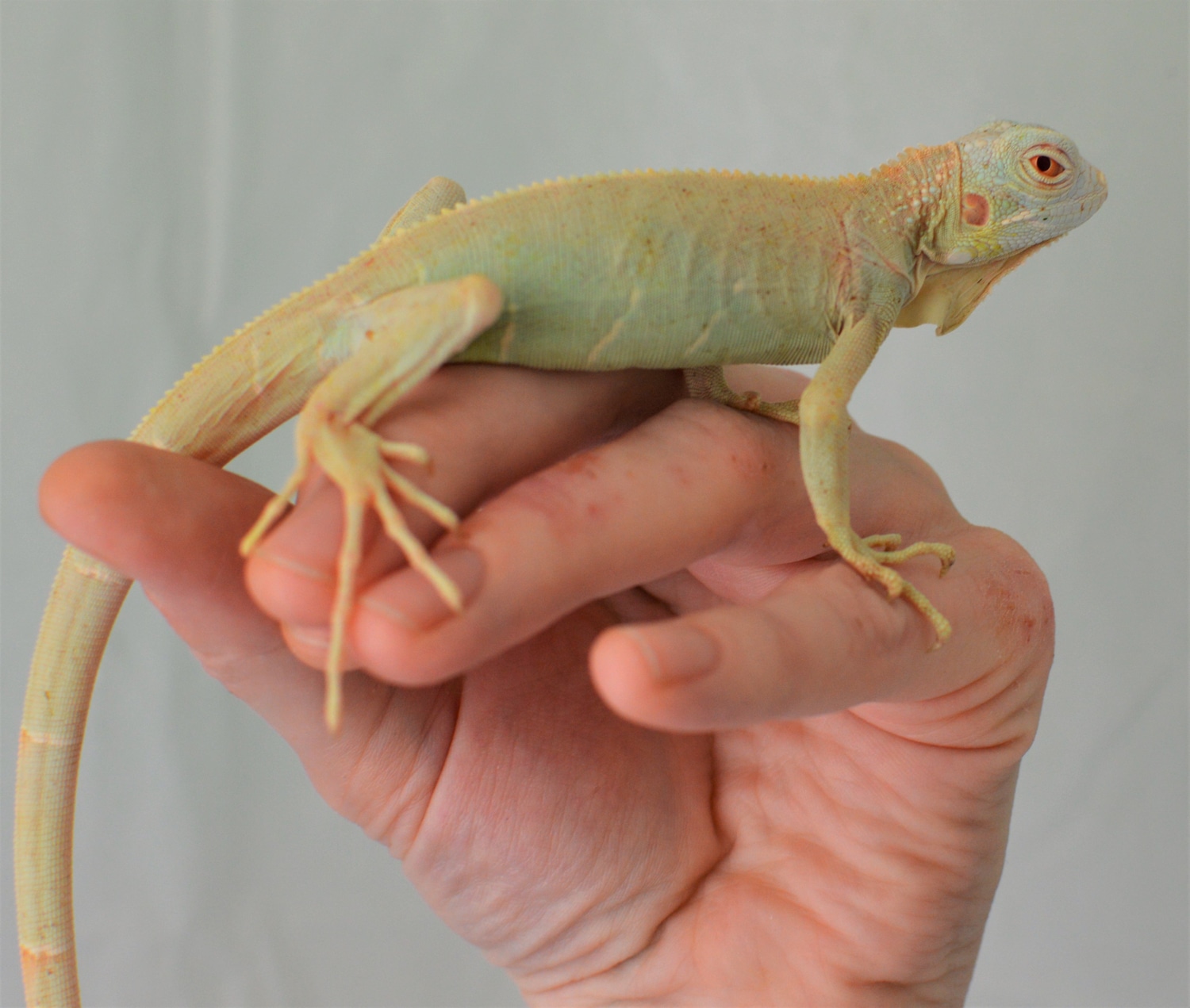 Snow "A" Other Iguana by Atlas Exotics - MorphMarket