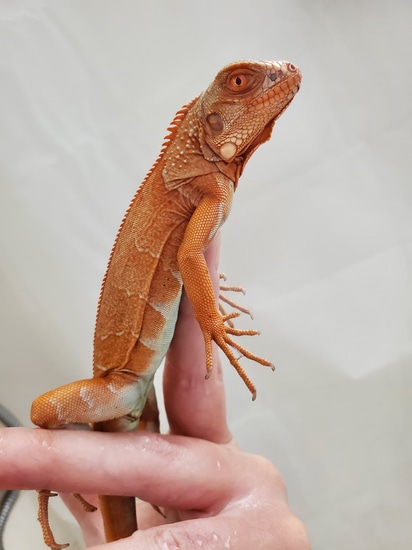 Crimson Snow - Visual Albino Crimson Axanthic Green Iguana by Atlas Exotics