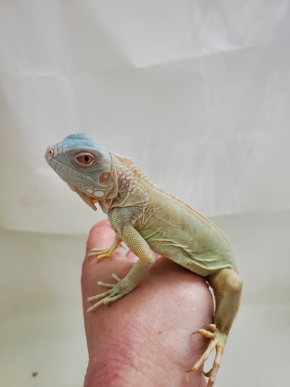 Snow Iguana - Visual Albino Axanthic Green Iguana by Atlas Exotics