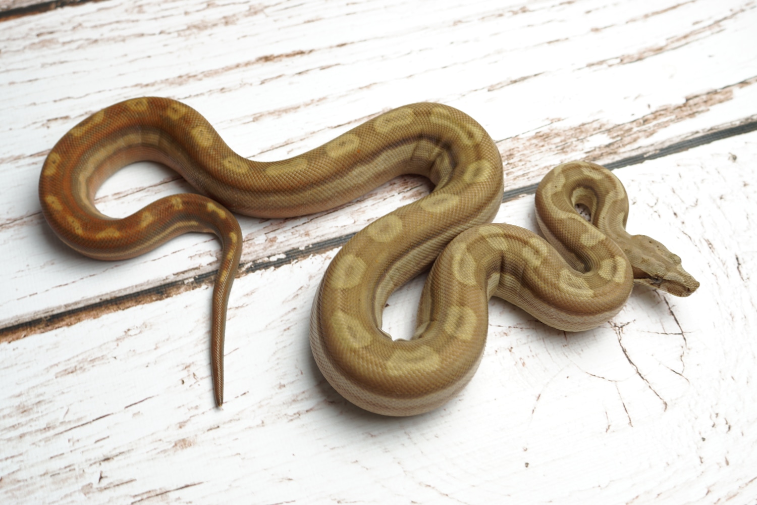 CA Motley Inca Albino T+ Nicaragua Boa Constrictor by Atomic Boa ...