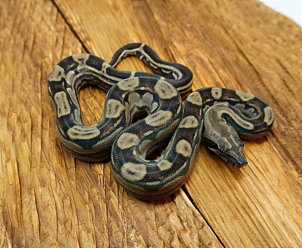 CA Motley 66%het Albino Sharp Boa Constrictor by Atomic Boa - MorphMarket