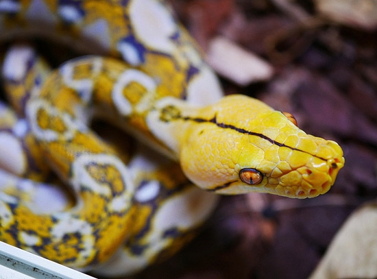 50% D/SD Mochino Reticulated Python by Atomic Scales Of Germany