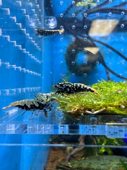 High Grade Blue Metallic BOA Other Freshwater Invert by Little Geeks Geckos