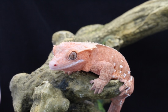 Pink/Blush Female Crested Gecko by Hoosier Balls Reptiles