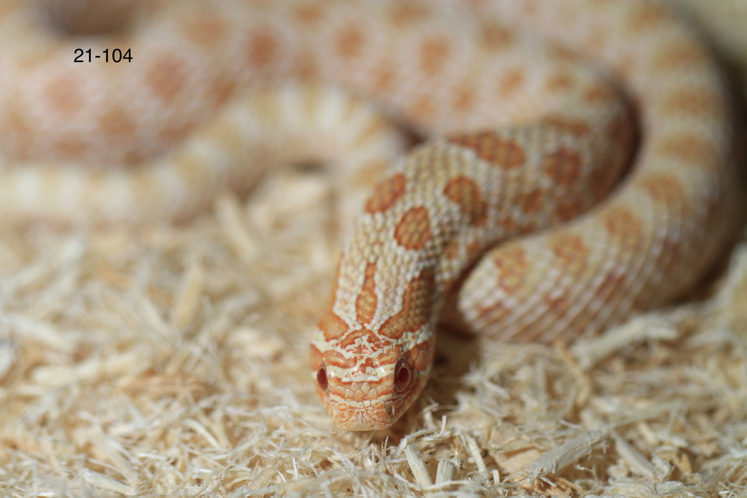 Arctic Albino Free Shipping! Western Hognose by Chameleon Ranch of ...