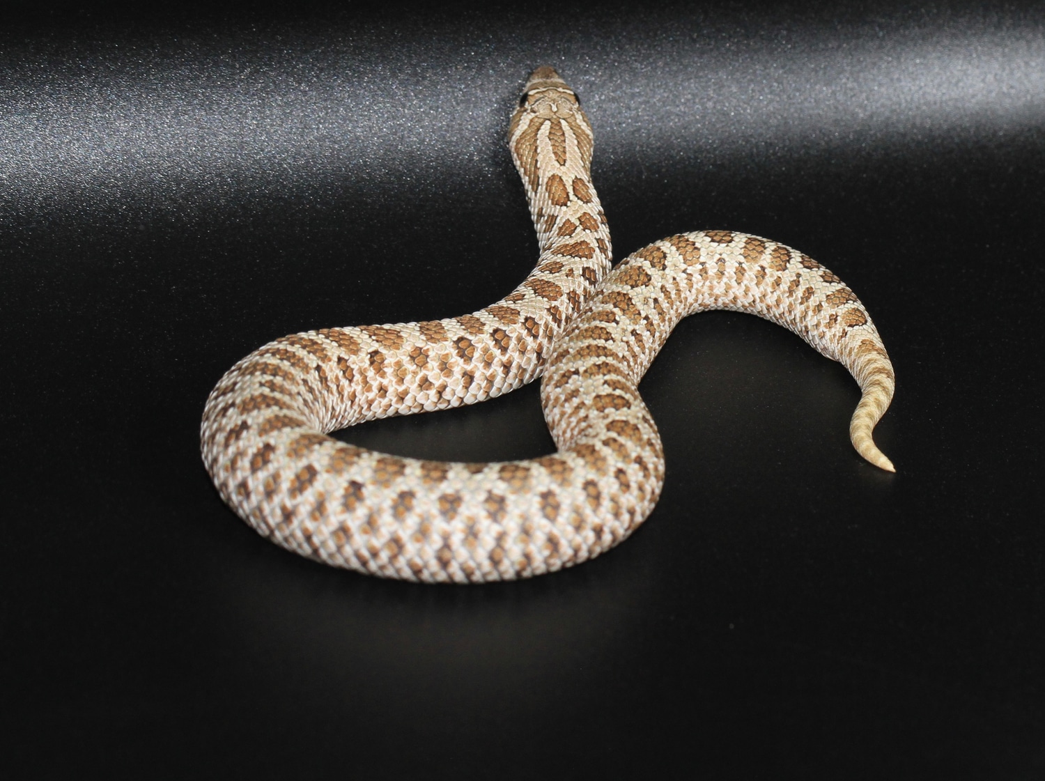 Arctic FEMALE Western Hognose by Chameleon Ranch of Texas - MorphMarket