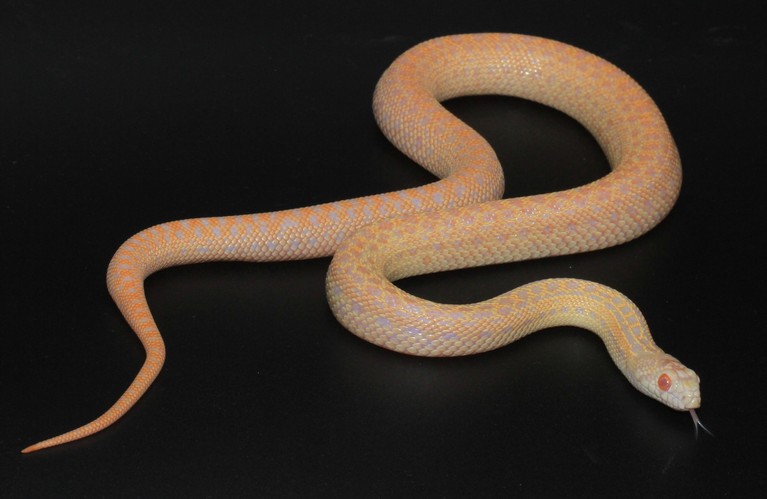 2022 FEMALE Albino San Diego Gopher Snake FREE SHIPPING More Colubrid ...