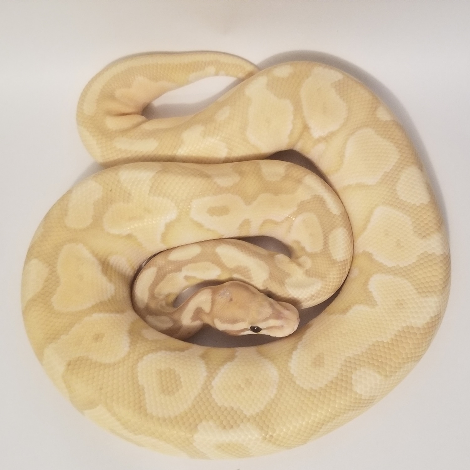 Banana Lesser Pastel Ball Python by ATS - MorphMarket